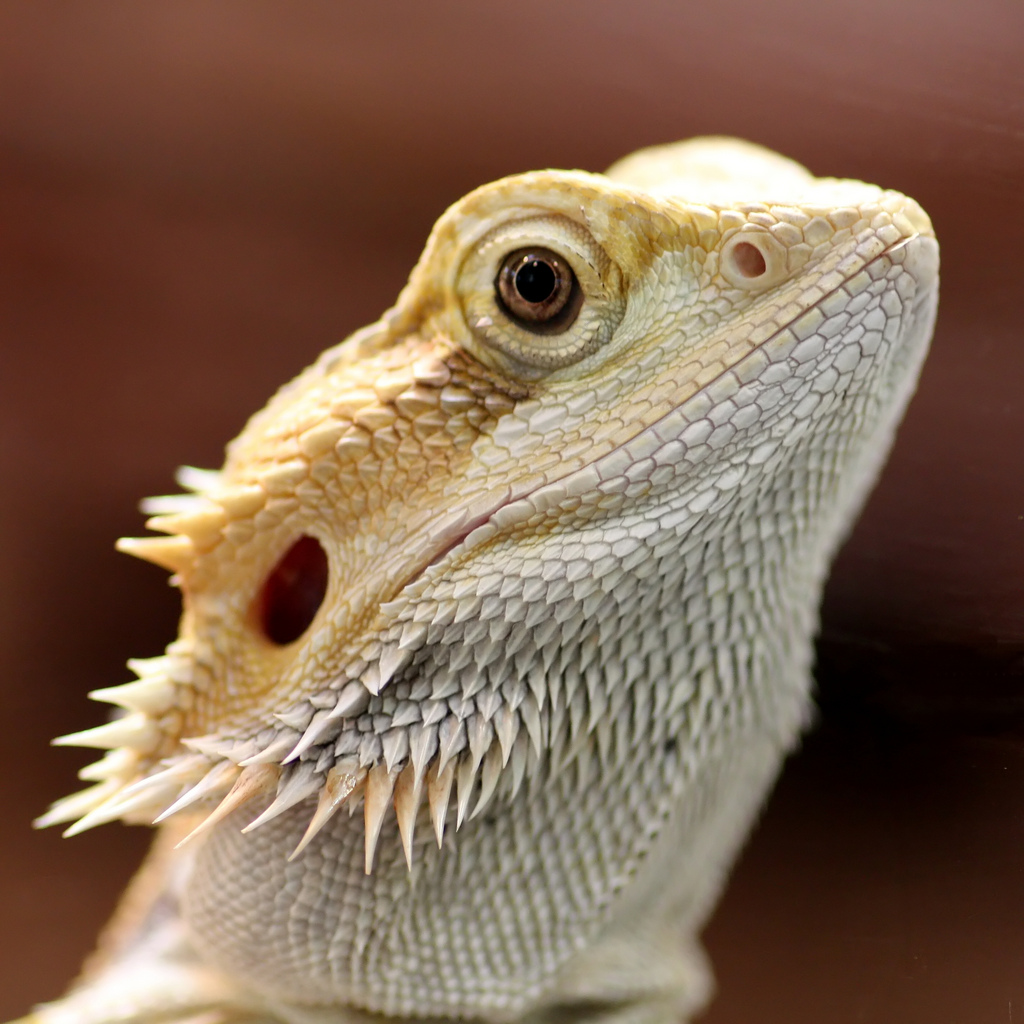 Animal Friend: POGONA VITTICEPS