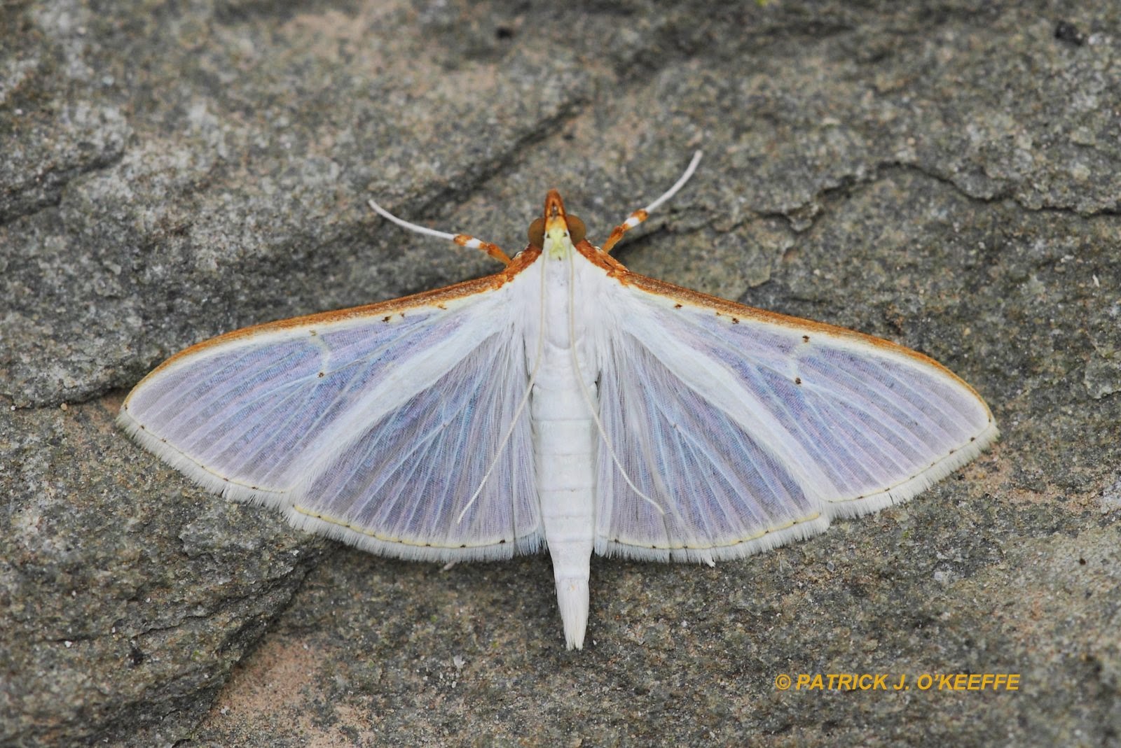 Raw Birds: OLIVE TREE PEARL MOTH (Palpita vitrealis) Cape Clear Island ...