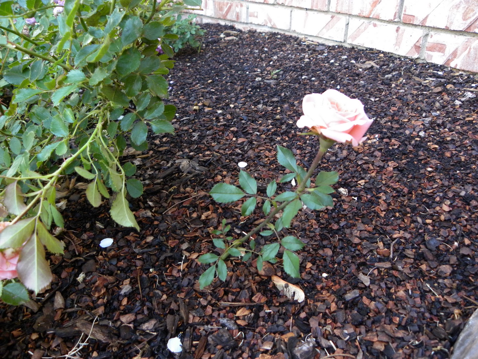 Red Dirt Roses: Separation Anxiety