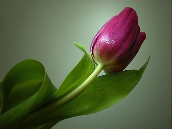 LALE RESİMLERİ-Manzaralar