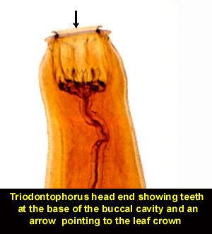 TRICHURIS-TRICHURIS