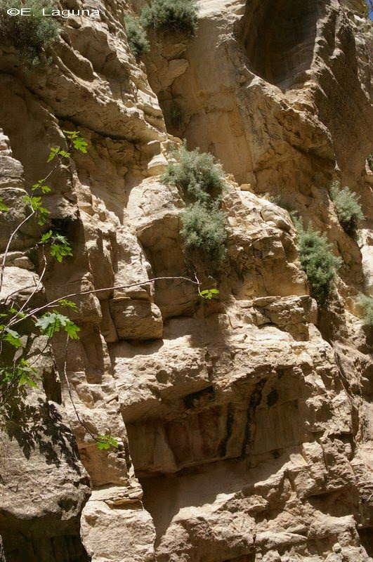 Flora Europaea: 0420 Centaurea akamantis