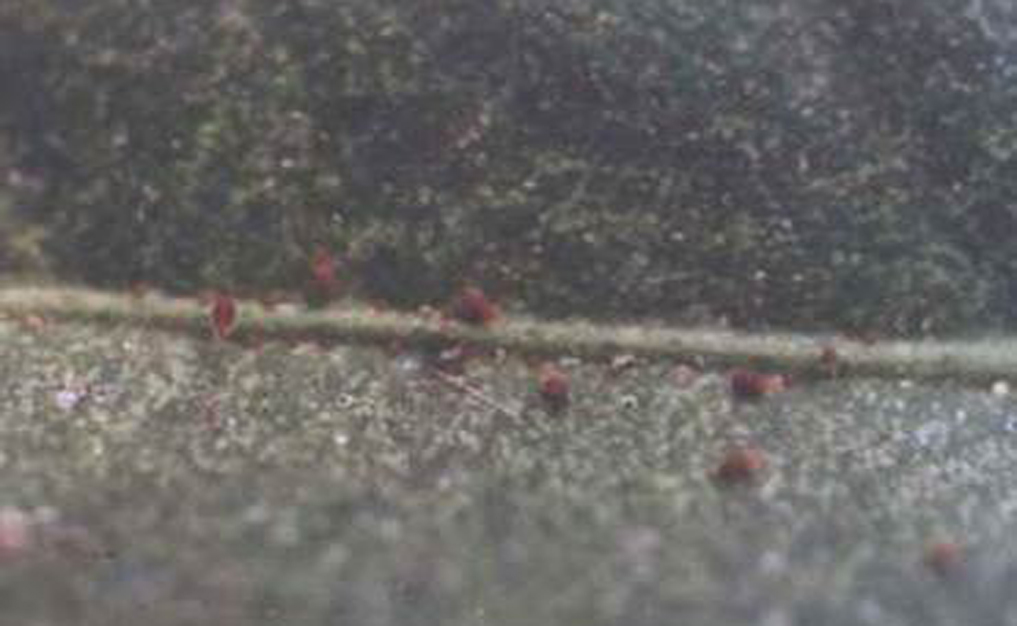 Kreasi Usaha: Pengendalian Hama Tungau Pada Tanaman Jeruk - Garda Remaja