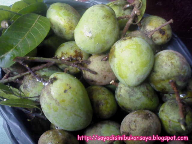 BukanSayaDisini: Buah Pelam @ Pauh Muda