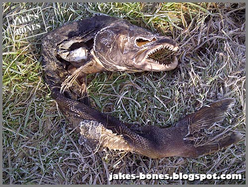 The monkfish skull and my new fish skull : Jake's Bones