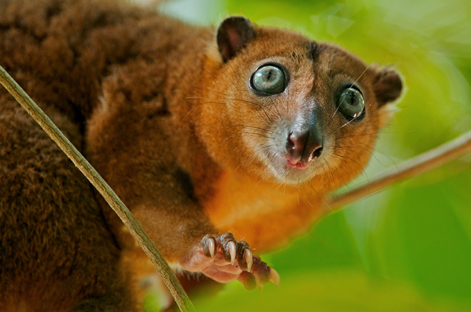 Animal Unique: Cuscus