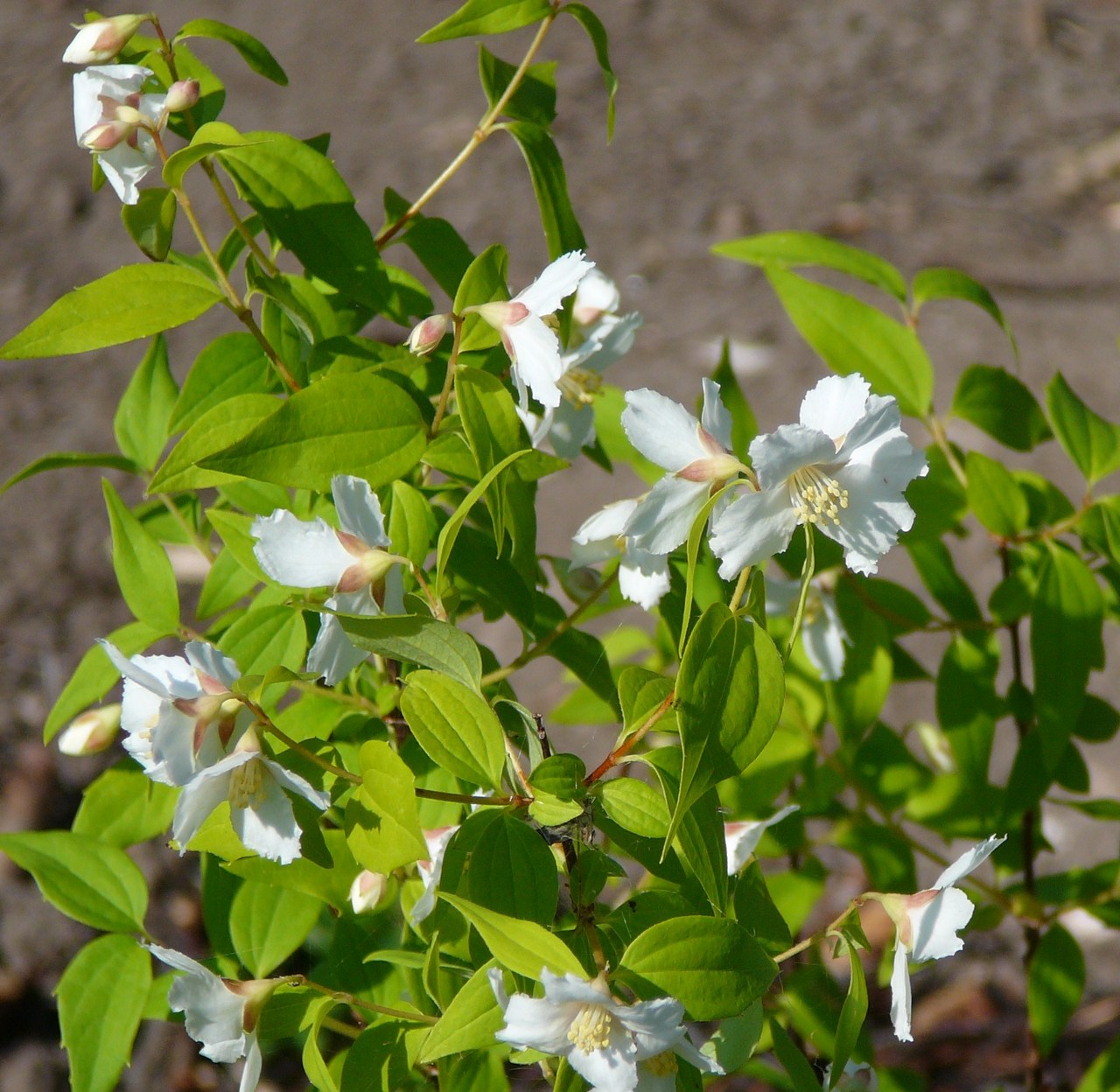 Tontun piha: Kasvien kanssa