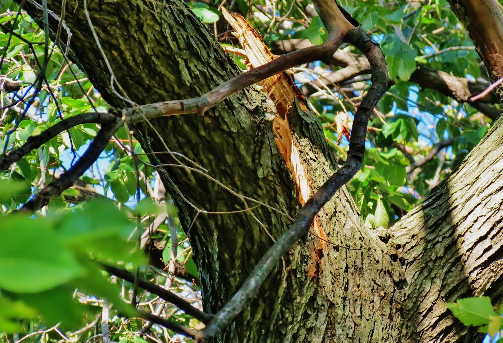 EV Grieve: Cracked tree limb closes part of Tompkins Square Park