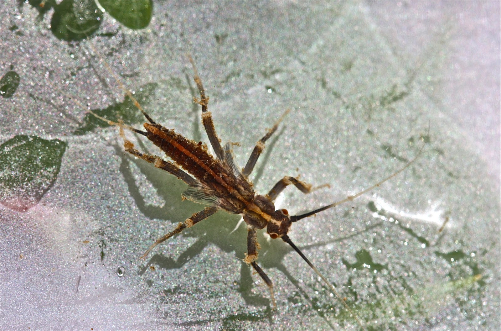 Aquatic Insects of Central Virginia: Getting Bigger and Bigger: Large ...