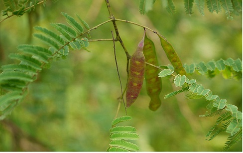 Medicinal Plants in India