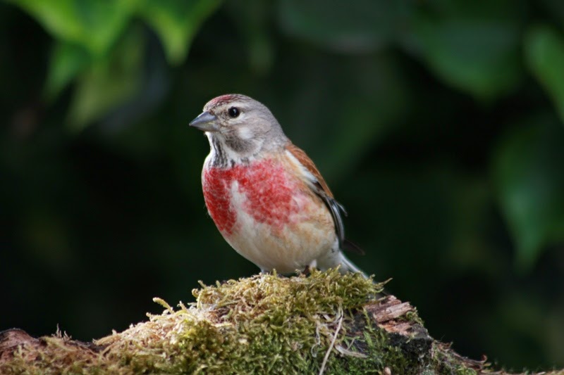 NATURAMETEO, majulada: Pardillo común