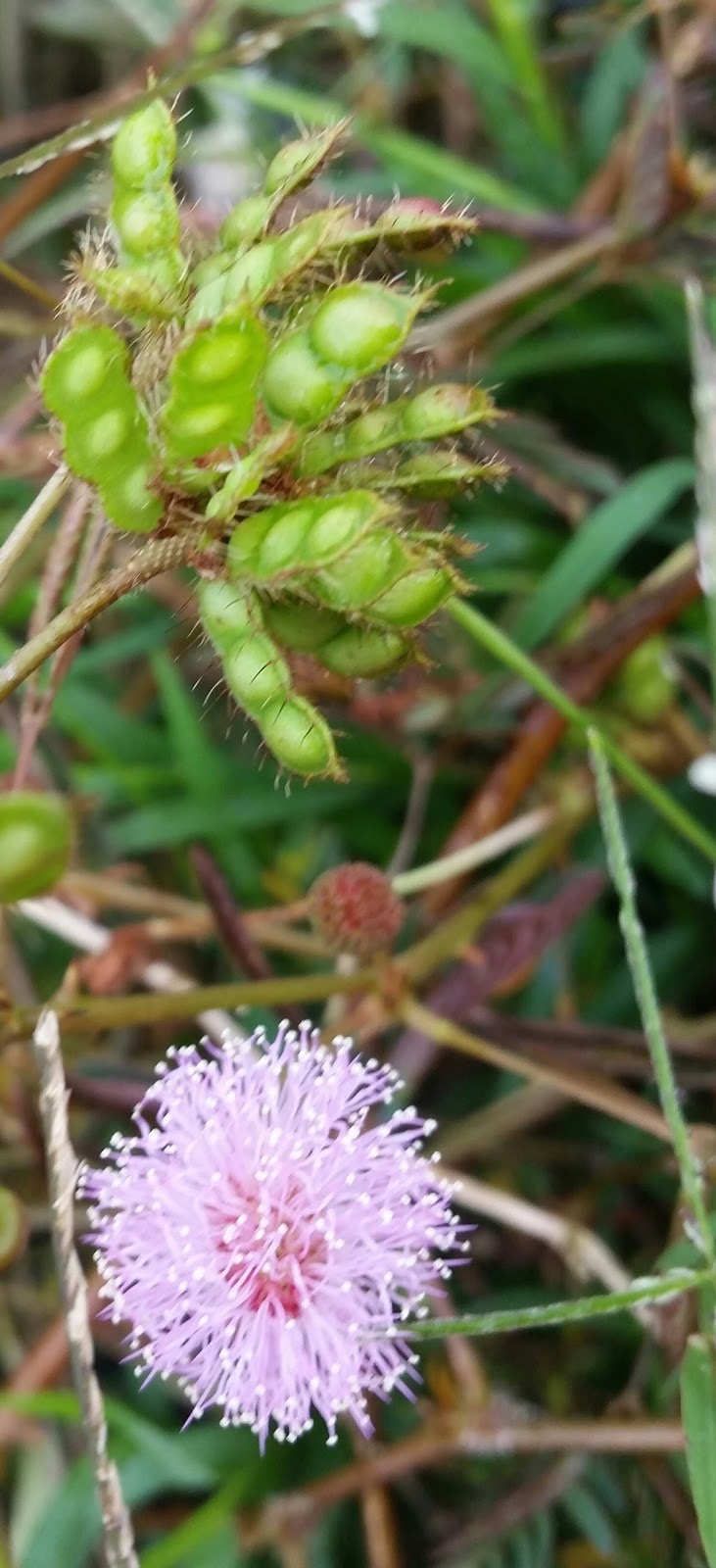 Warisan Petani: Pokok Semalu.