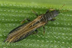 INSECTOS DE P.R. In Memoriam Dr Luis F Martorell y Dr Alain Liogier ,DR ...