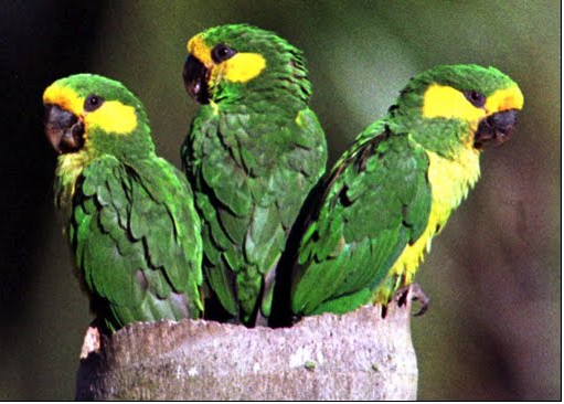 ANIMALES EN VÍA DE EXTINCIÓN : LORO ORIJIAMARILLO