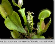 Biologia 1: La relación en las plantas Tema 11