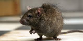 ACTITUD AL MOMENTO: RATAS DE COLADERA