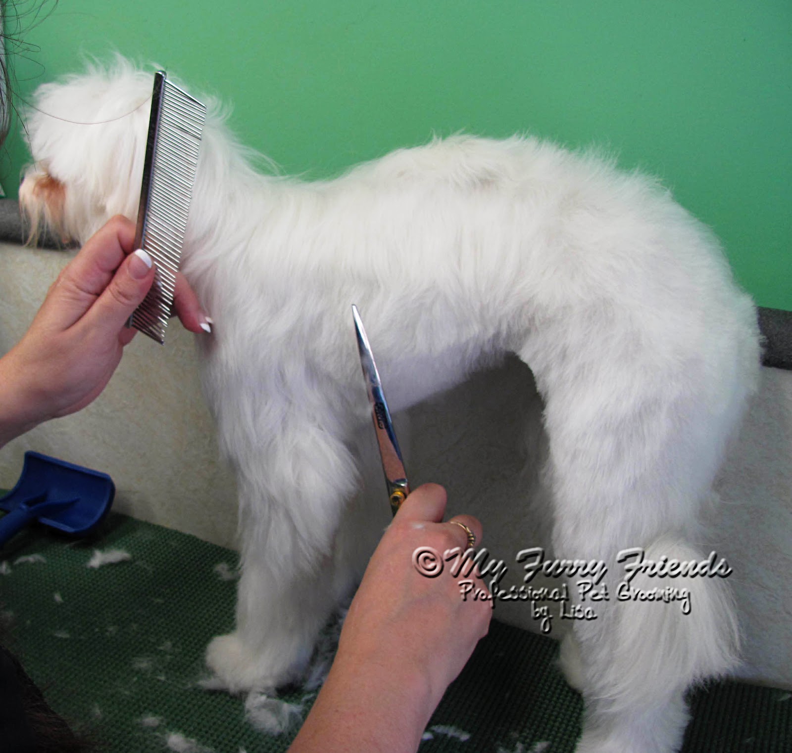 Pet Grooming: The Good, The Bad, & The Furry: Hand Scissoring