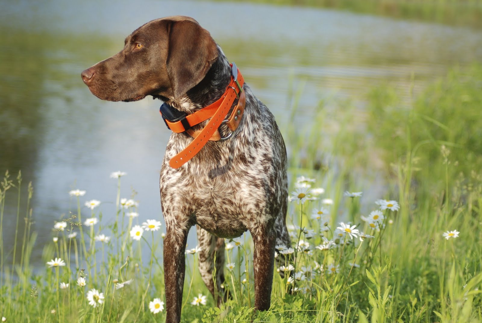 Adventures of a GSP Hunting Dog: Frogs, Geese and Cleo Oh My!