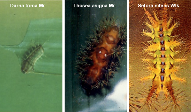 Ulat Api (Darna trima Mr., Thosea asigna Mr., dan Setora nitens Wlk ...