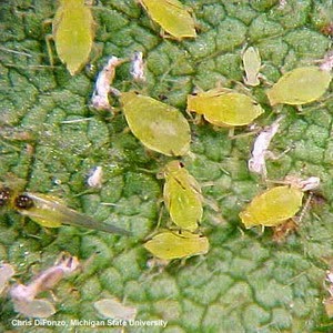 Hama Rumah: Kutu Kebul