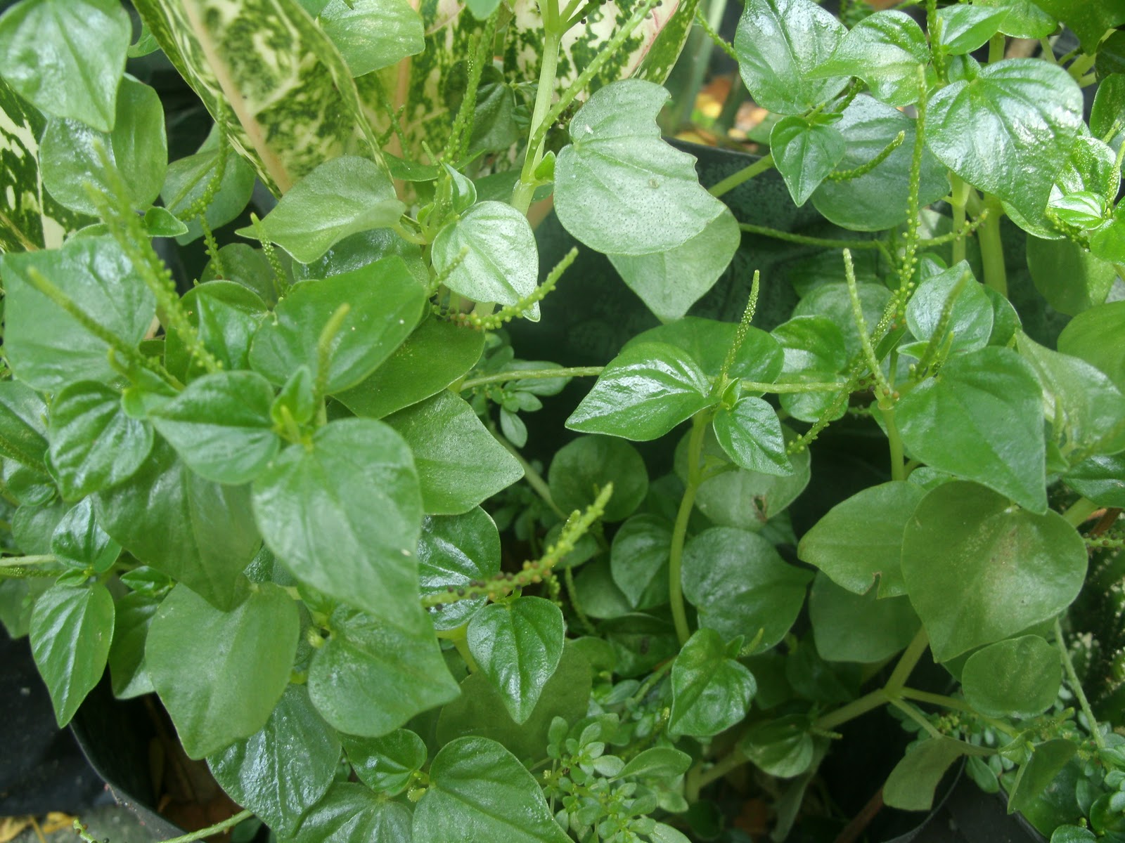 Pansit-pansitan bilang Halamang Gamot - ArbieMAZING Spot