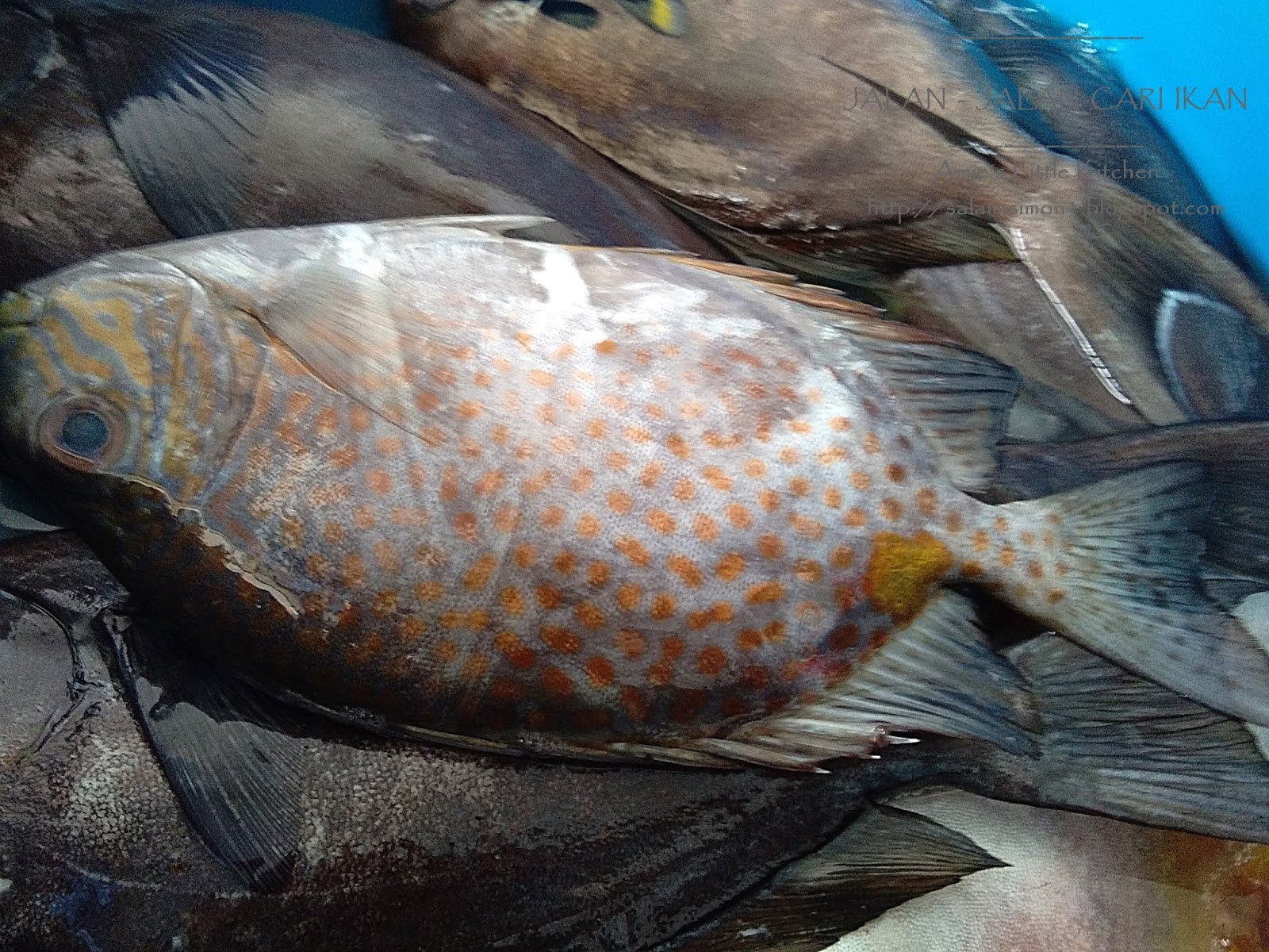 Jom Makan Ikan Segar - Amie's Little Kitchen