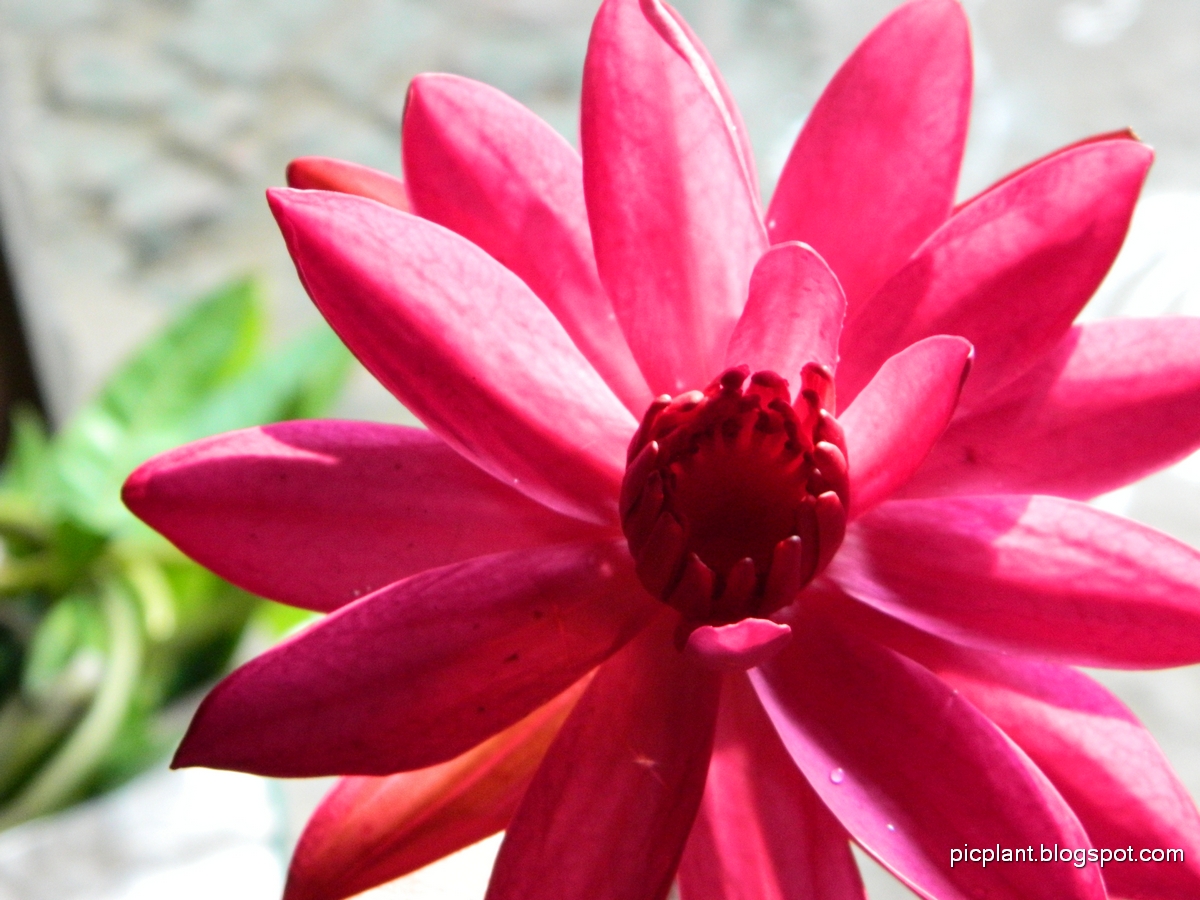 Water Lilly - కలువ పువ్వు | PicsVillage