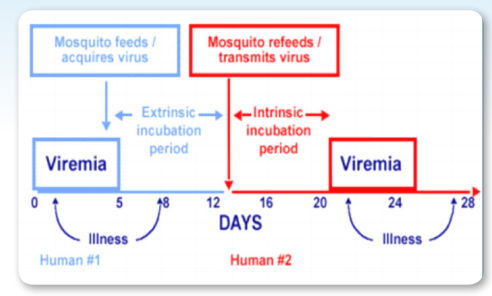 Virus Chikungunya: Pengertian, Vektor Penular, Penyebaran, Penularan ...