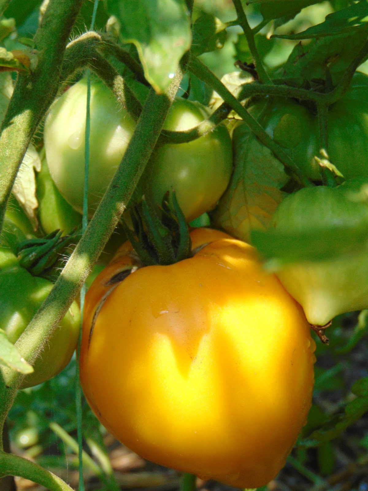 Trei mândre - Grădina Mirelei