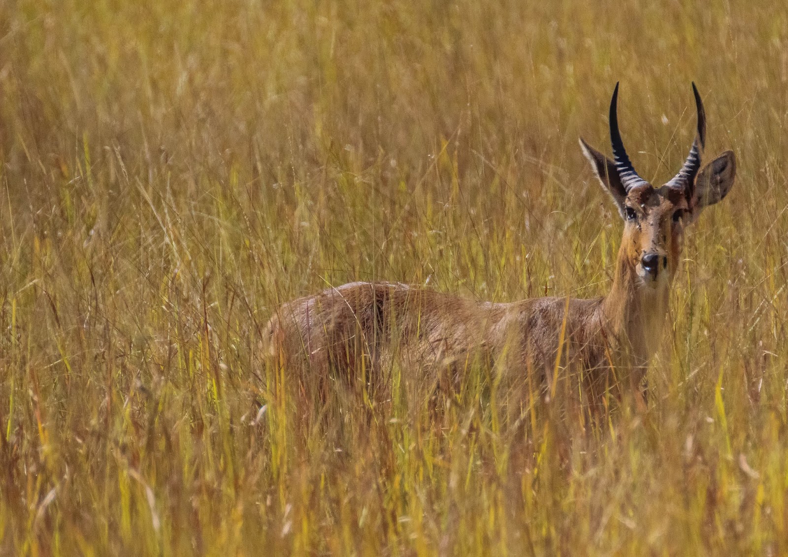 Cannundrums: Southern Reedbuck
