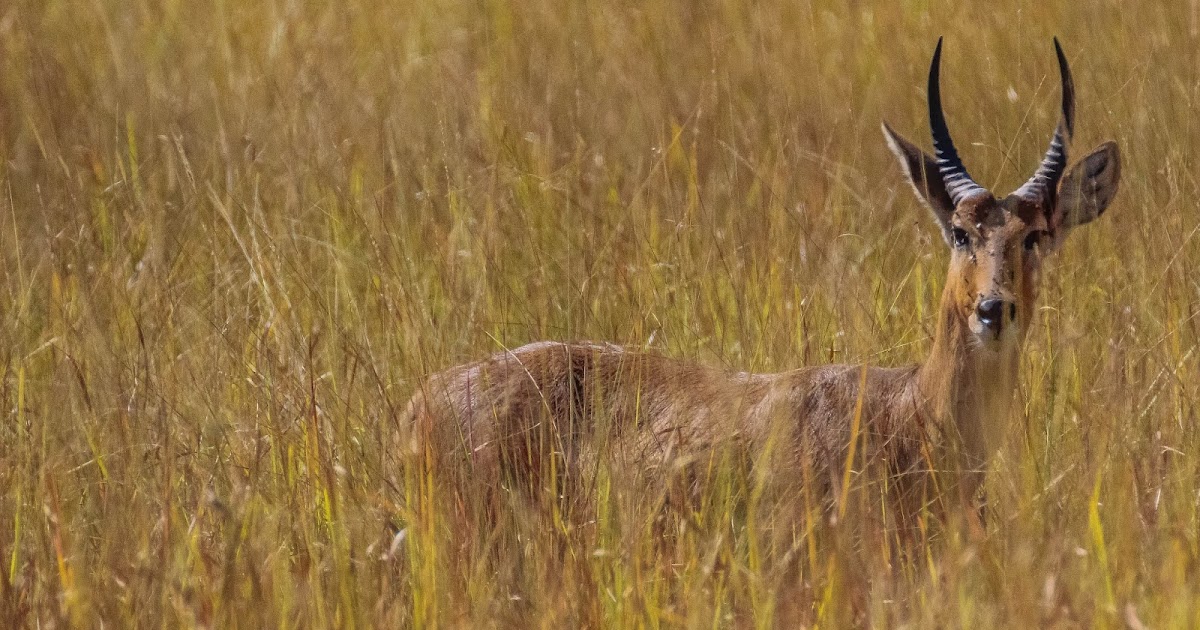 Cannundrums: Southern Reedbuck