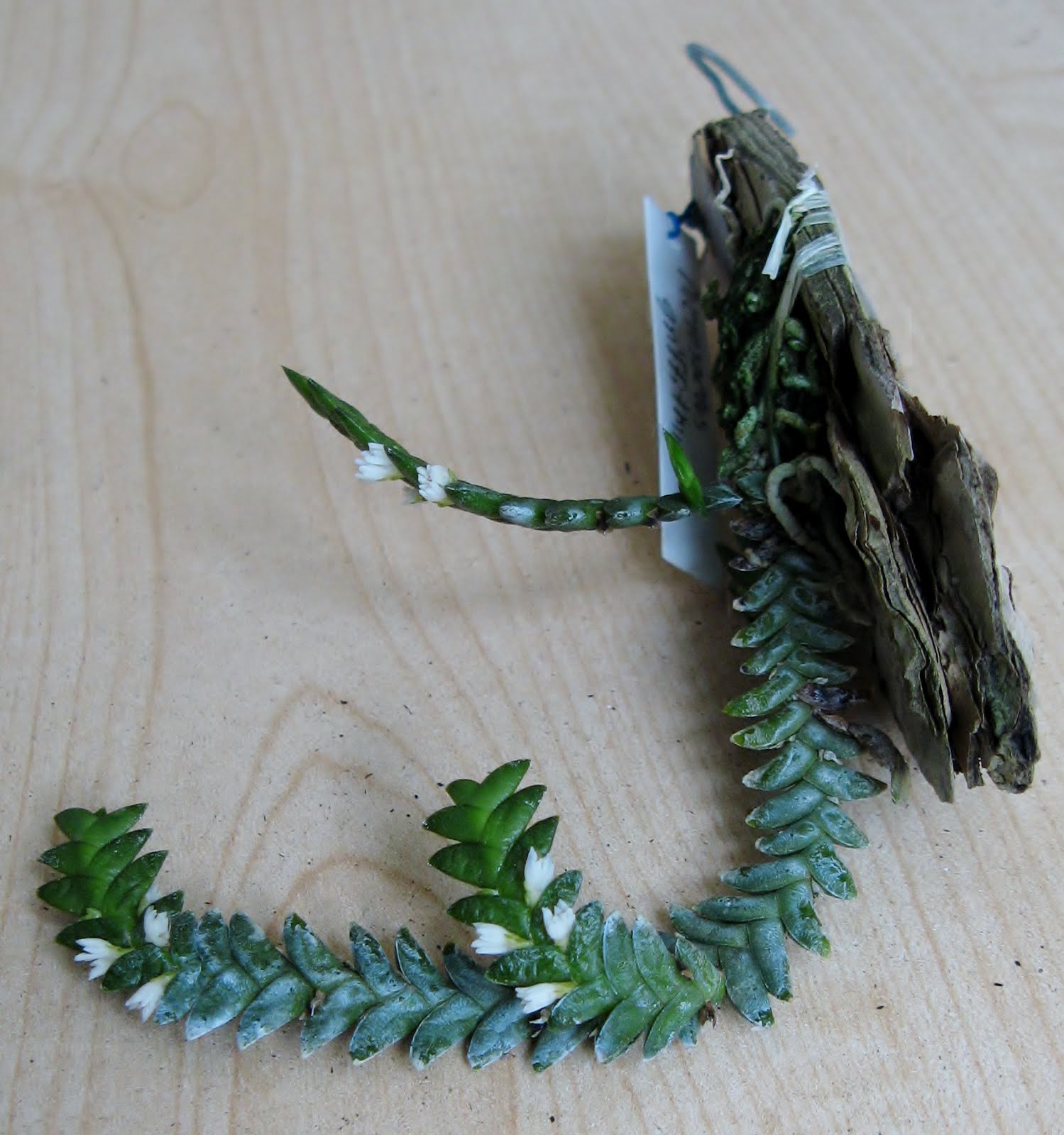 UMI & TSURU: April 2011