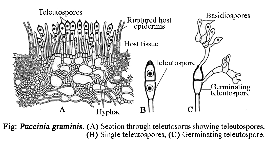 PUCCINIA - CLASSIFICATION, VEGETATIVE STRUCTURE, REPRODUCTION, ECONOMIC ...