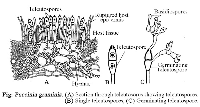 PUCCINIA - CLASSIFICATION, VEGETATIVE STRUCTURE, REPRODUCTION, ECONOMIC ...