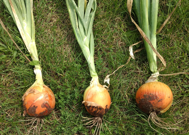 The Gardening Me: An Onion Experiment - The Reveal