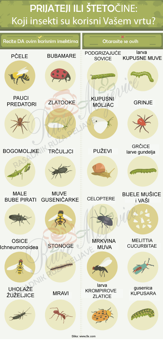 Ruže Majevice - Rasadnik ruža, Peljave. Sadnice ruža, stablašice, ruže ...