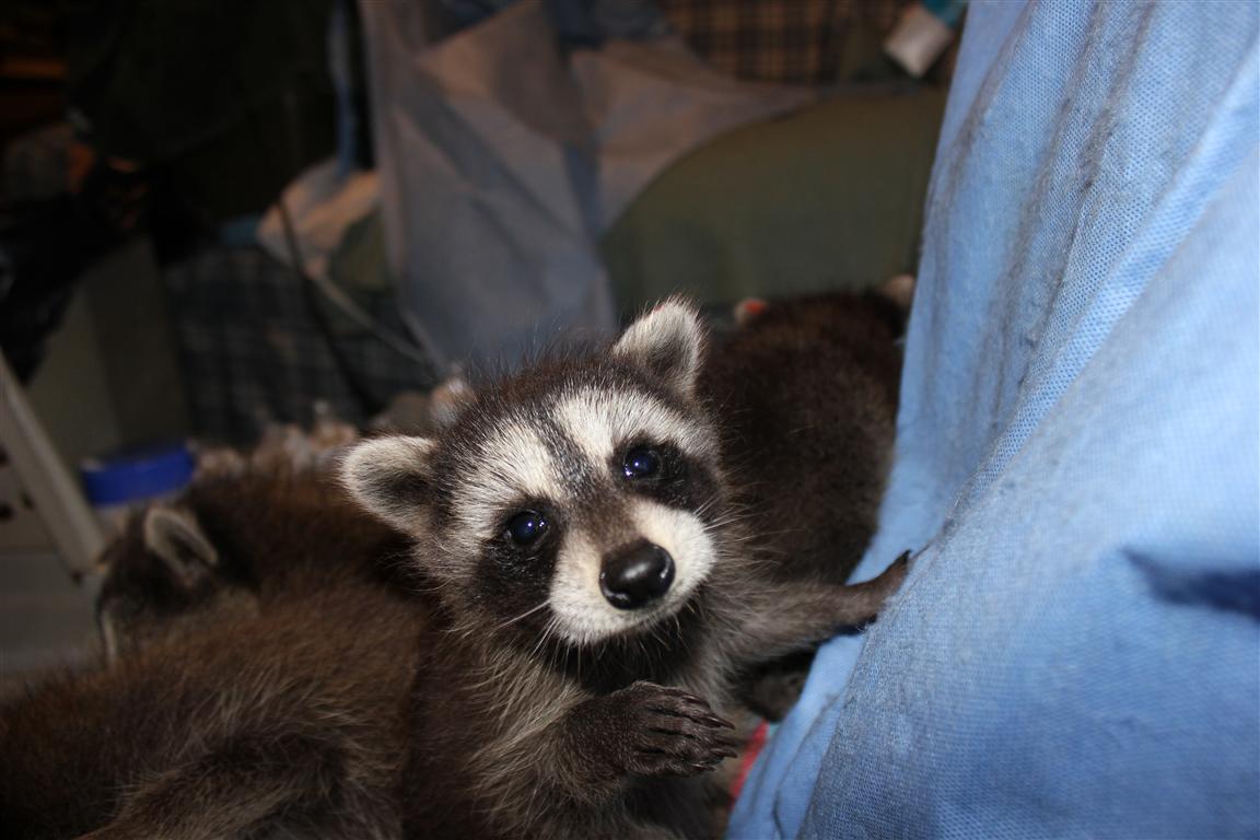 The Laughing Raccoon: It's raining raccoons!!