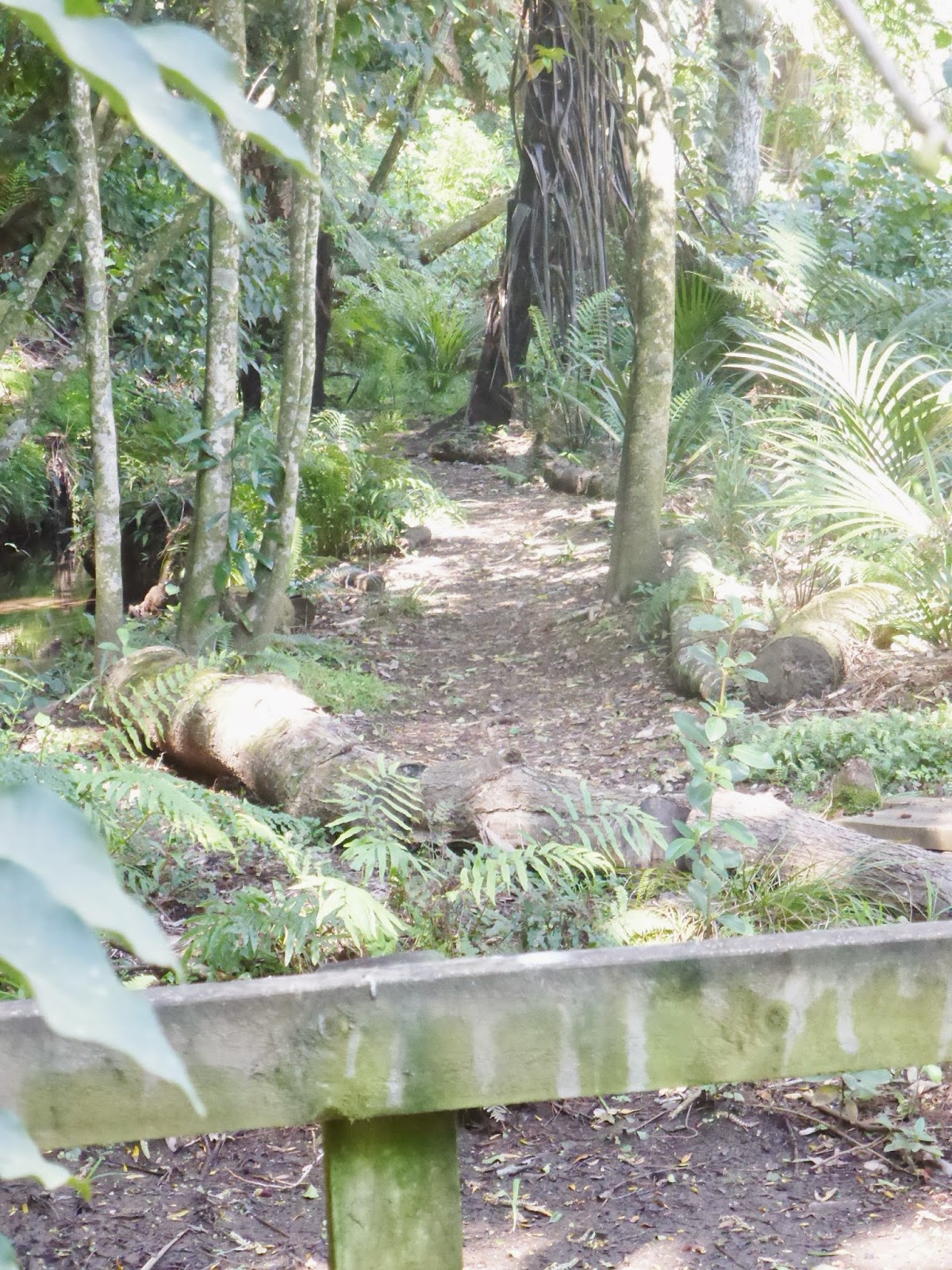 leading and learning: A walk around my bush track