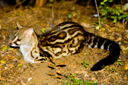 Genetta Genetta | Animal Interesting Facts & New Pictures | All ...