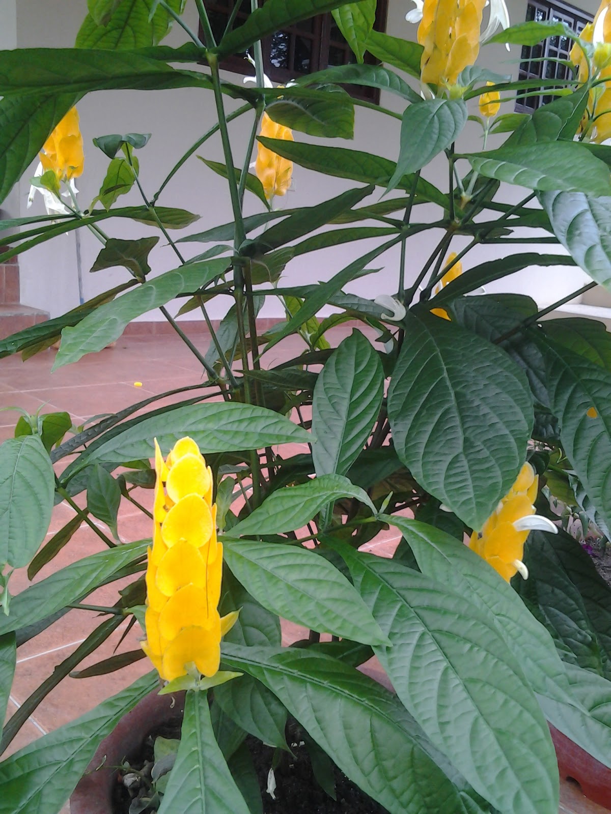 Plantas De Panamá: Plantas Ornamentales De Panamá