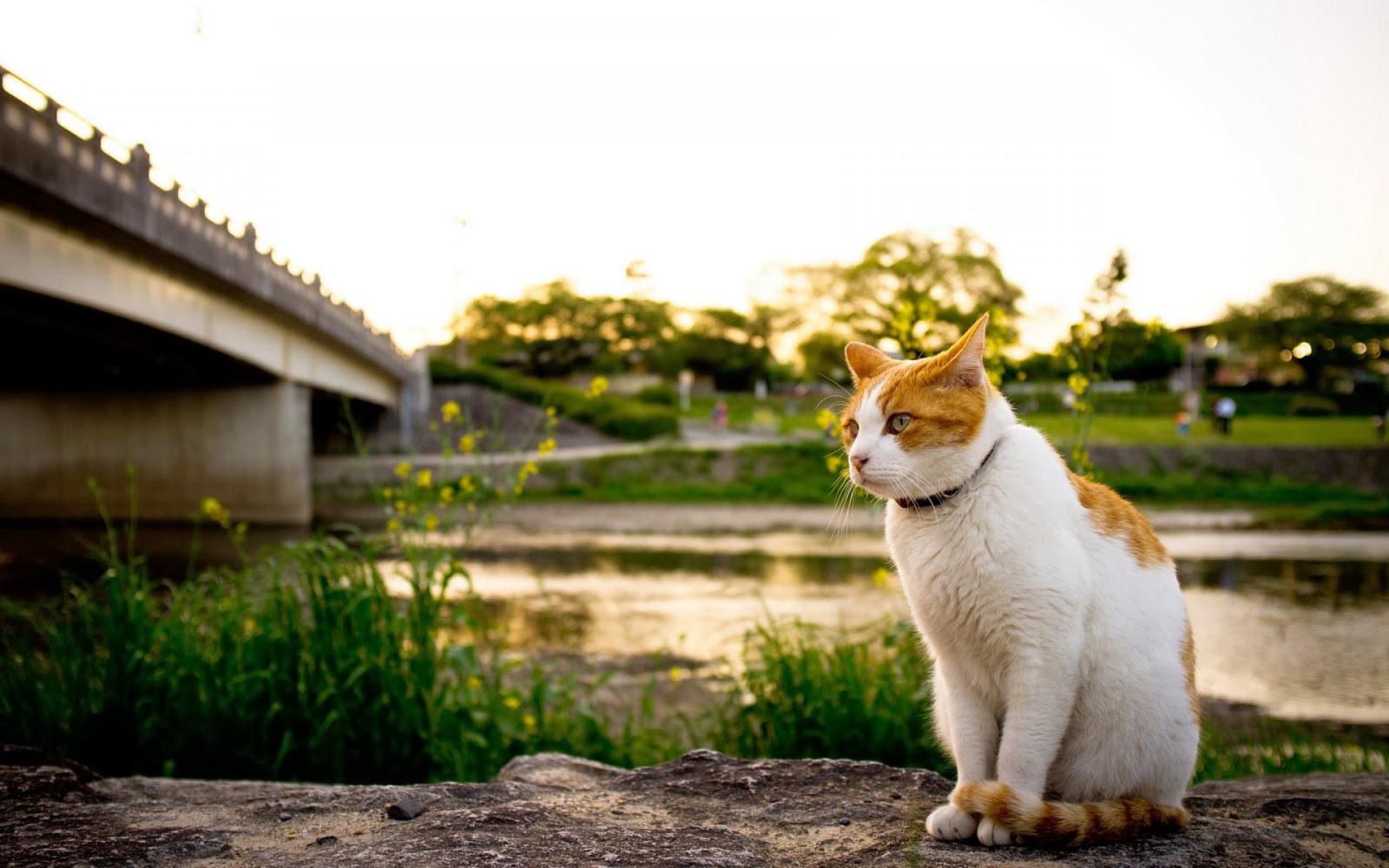 Katten wallpapers (katten foto's)