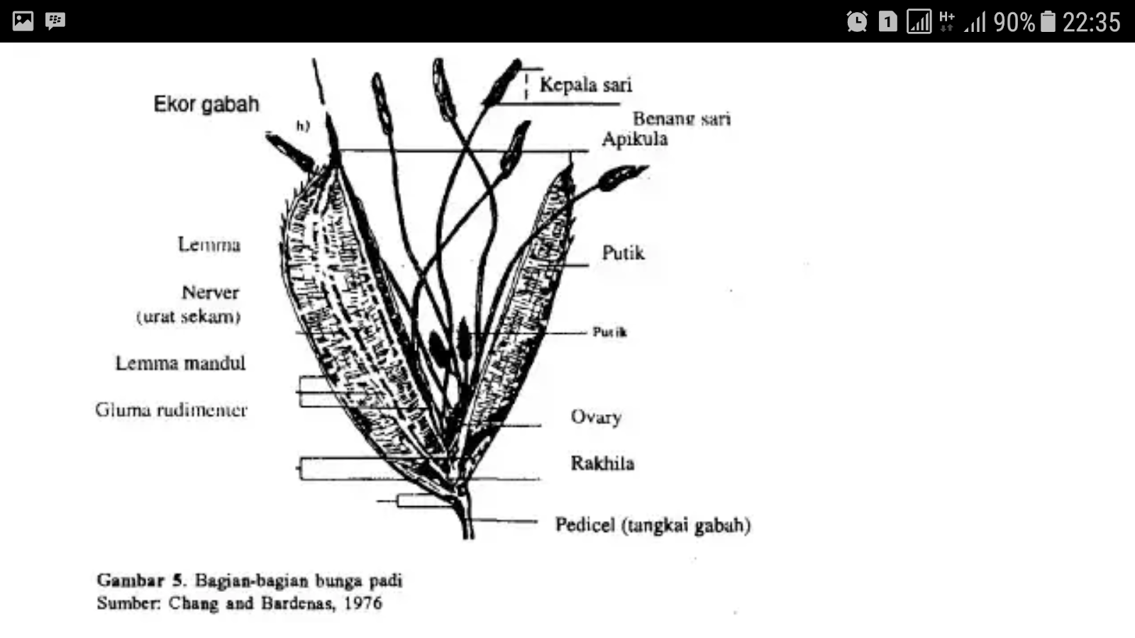 Klasifikasi Dan Morfologi Padi - SUMBER AJARAN