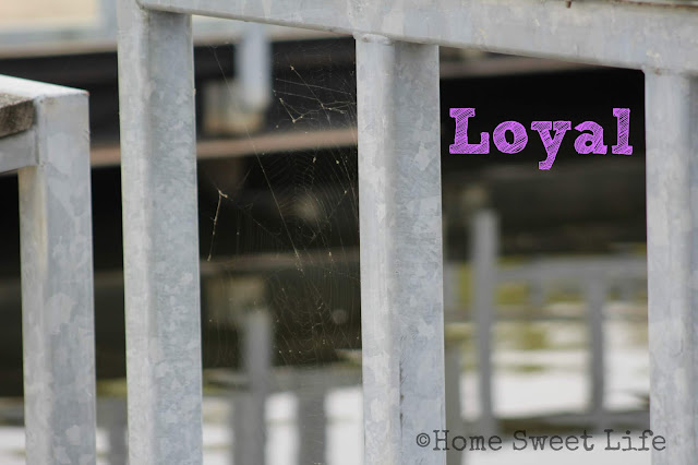 Home Sweet Life: Loyal