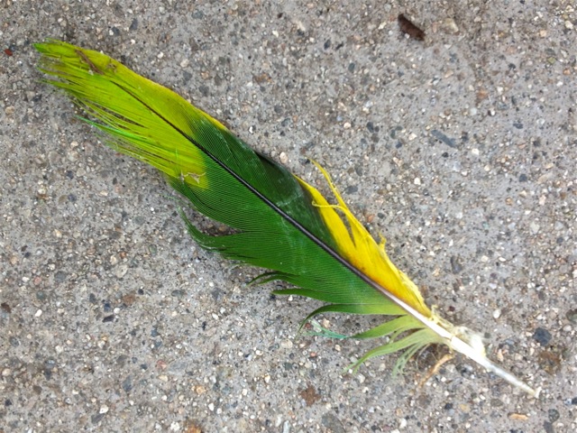 Living Vicuriously, aka Pasadena Daily Photo, has moved.: Parrot Droppings