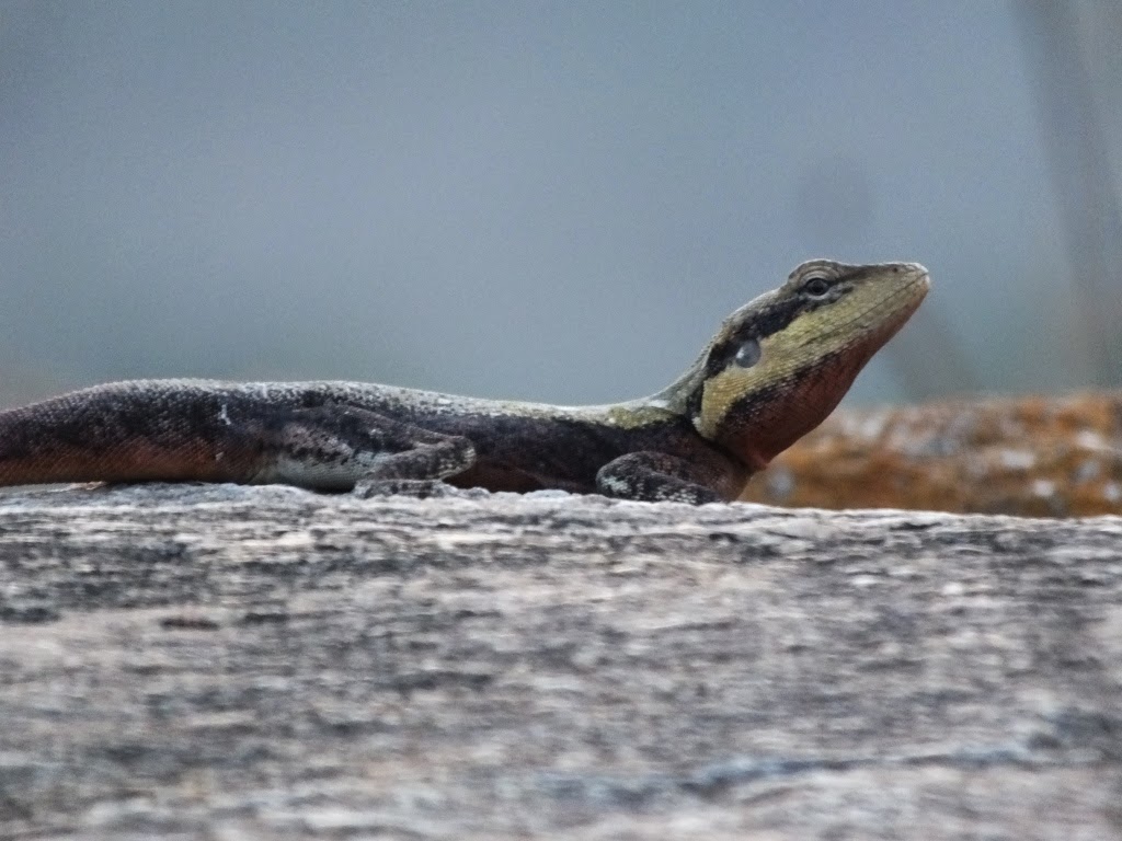 Hasiru Hejje: The fauna so near!