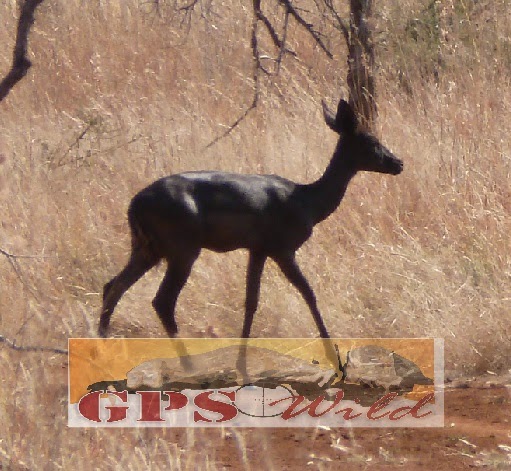 GPS Wild: SWART ROOIBOKKE