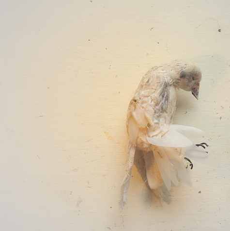 Enagraved Beetles...................and a dead bird................