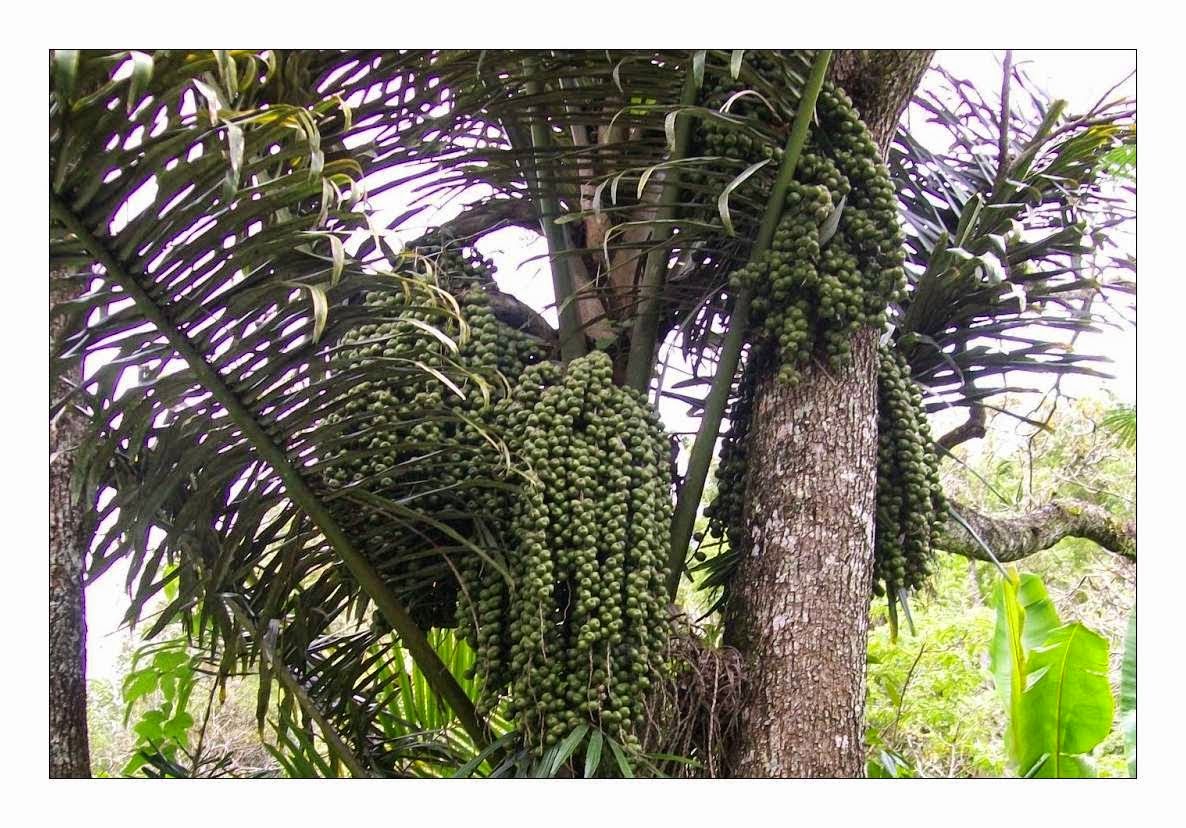 FRUITSZOOM GALLERY: Gambar 4 BUAH POHON NIRA (ENAU)