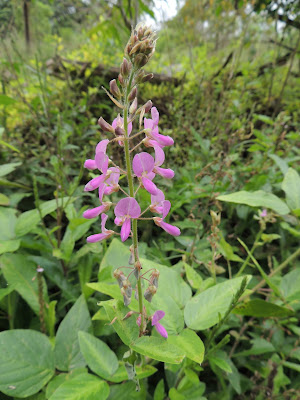 Variety of Life: Desmodium