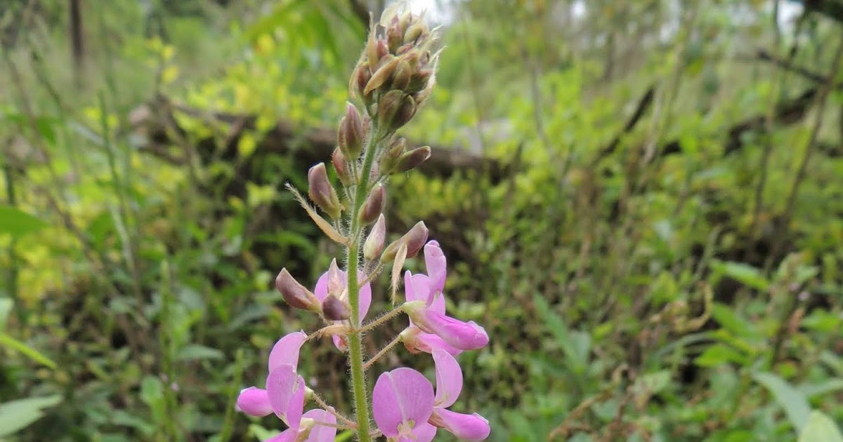 Variety of Life: Desmodium